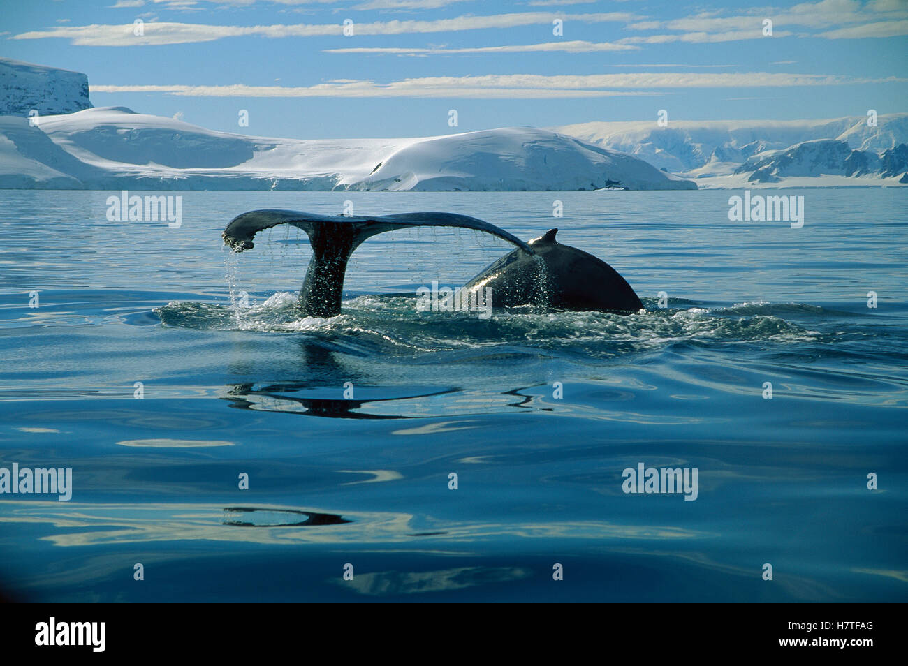Humpback Whale (Megaptera novaeangliae) in Melchior Island, Antarctica ...