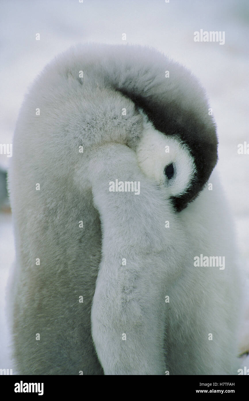 Emperor Penguin (Aptenodytes forsteri) chick sleeping, Riiser-Larsen ...