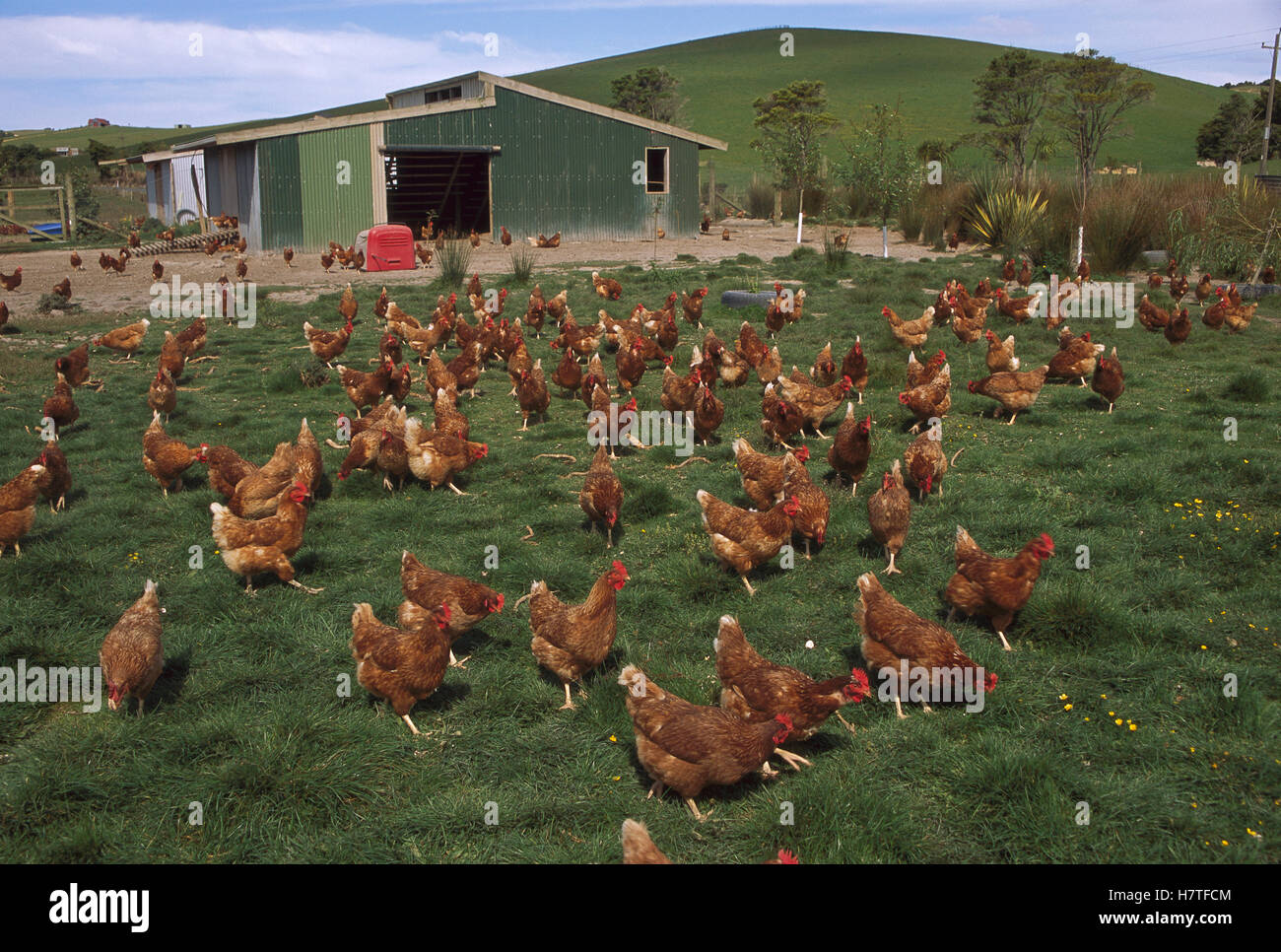 Domestic Chicken (Gallus domesticus) free range organic farm, North ...