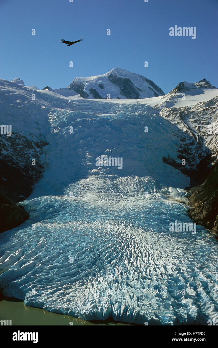 Andean Condor (Vultur gryphus) flying over Frances Glacier, Tierra del ...