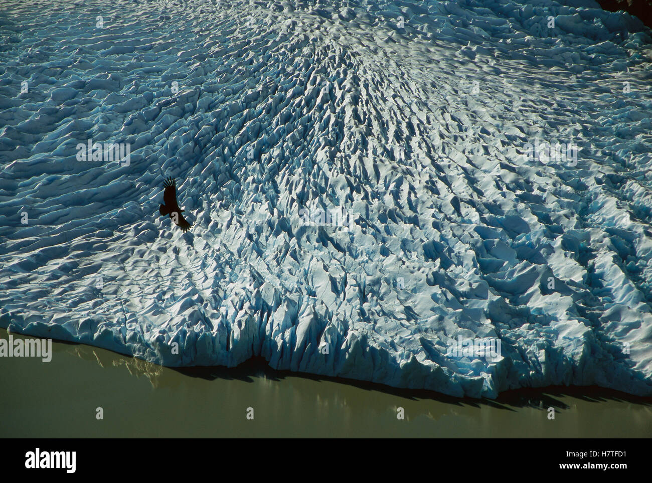 Andean Condor (Vultur gryphus) flying over Frances Glacier, Tierra del ...