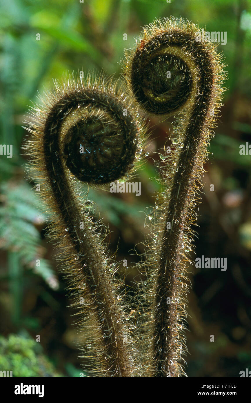 Fern fronds unfurling, Depot Creek, Haast Valley, Mt. Aspiring National ...