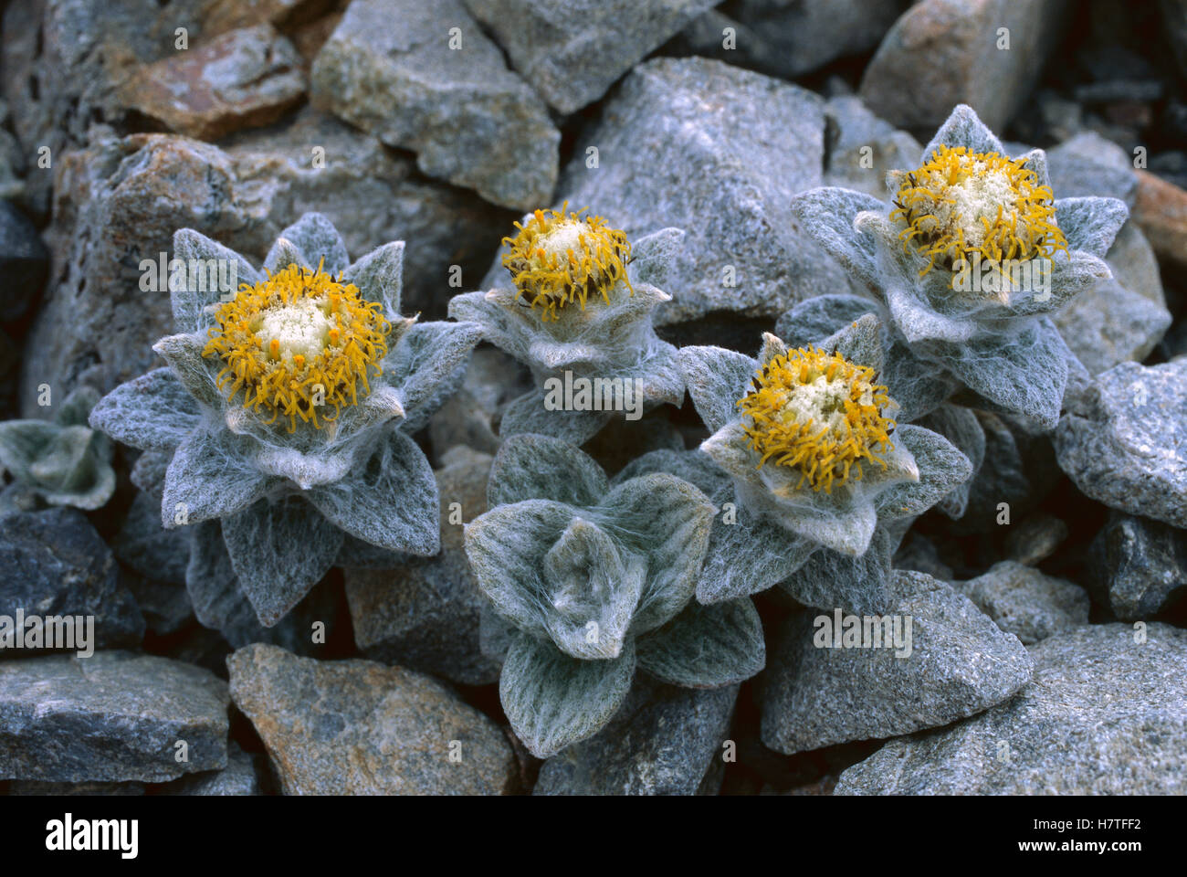 Aster (Haastia sinclairii) growing amid rocks on a scree slope, Arthurs ...