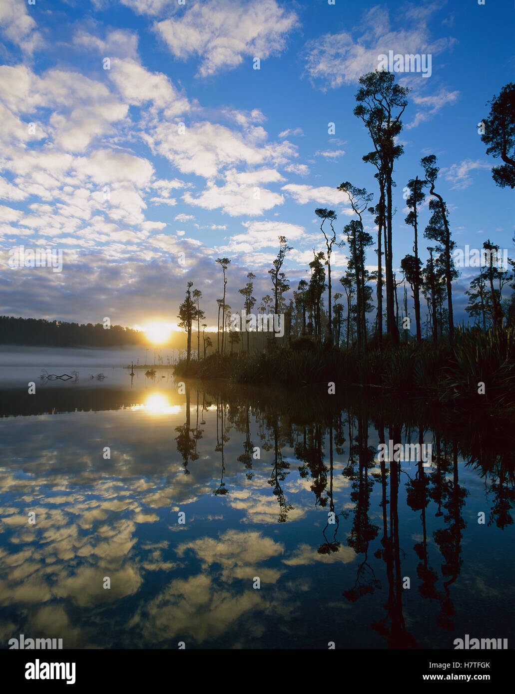 Kahikatea trees reflected in Lake Wahapo at sunrise, New Zealand Stock ...