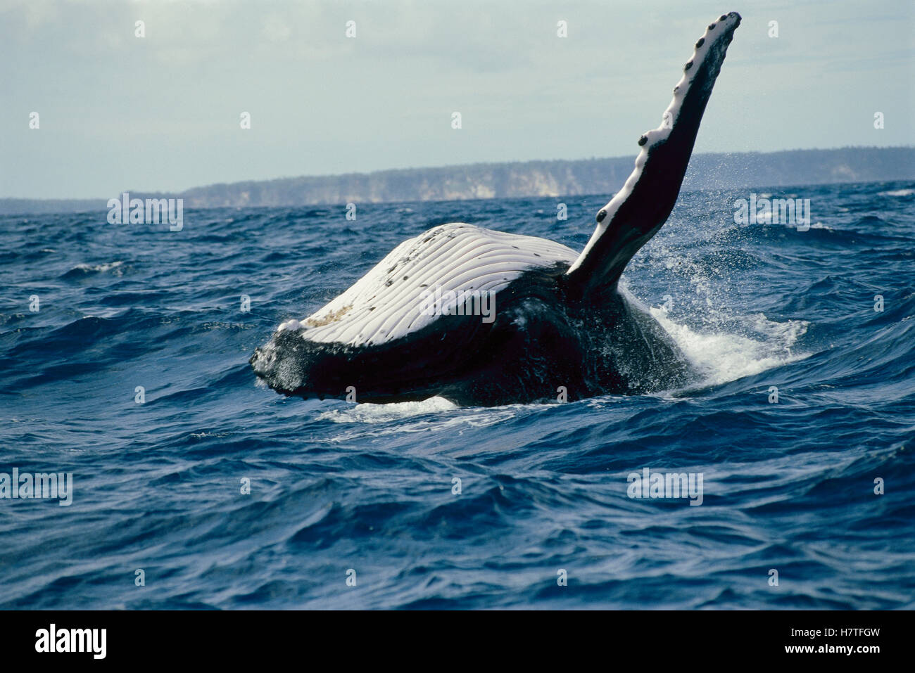 Humpback Whale (Megaptera novaeangliae) breaching, Tonga Stock Photo ...