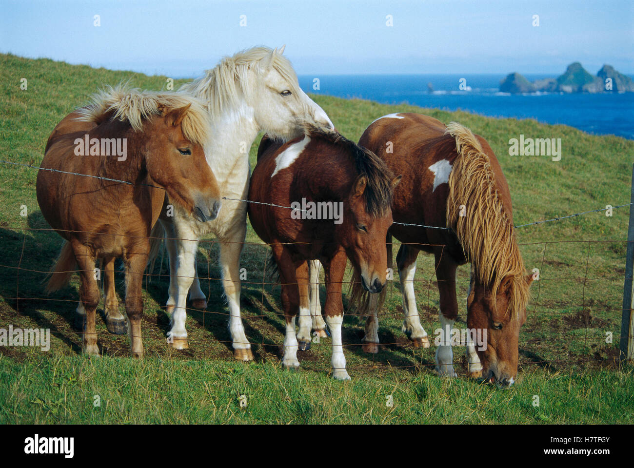 Domestic Horse (Equus caballus) four ponies standing at barbed wire ...