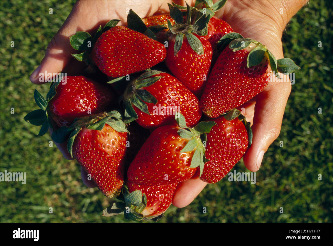 Strawberry (Fragaria x ananassa) collection in hands, cultivated ...