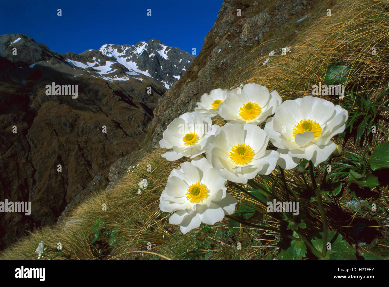 Great Mountain Buttercup (Ranunculus lyallii) on flanks of Mount ...