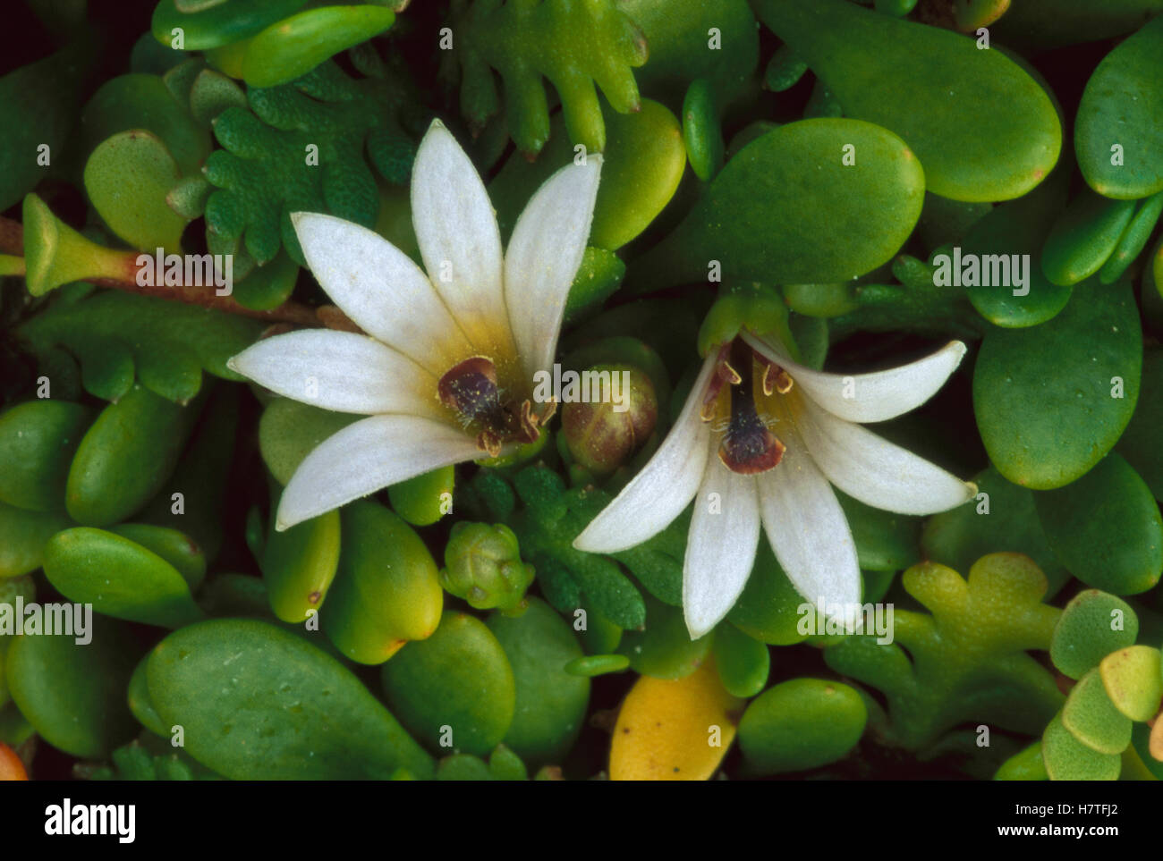 Shiny Swamp-mat (Selliera radicans) blooming, Paparoa National Park ...