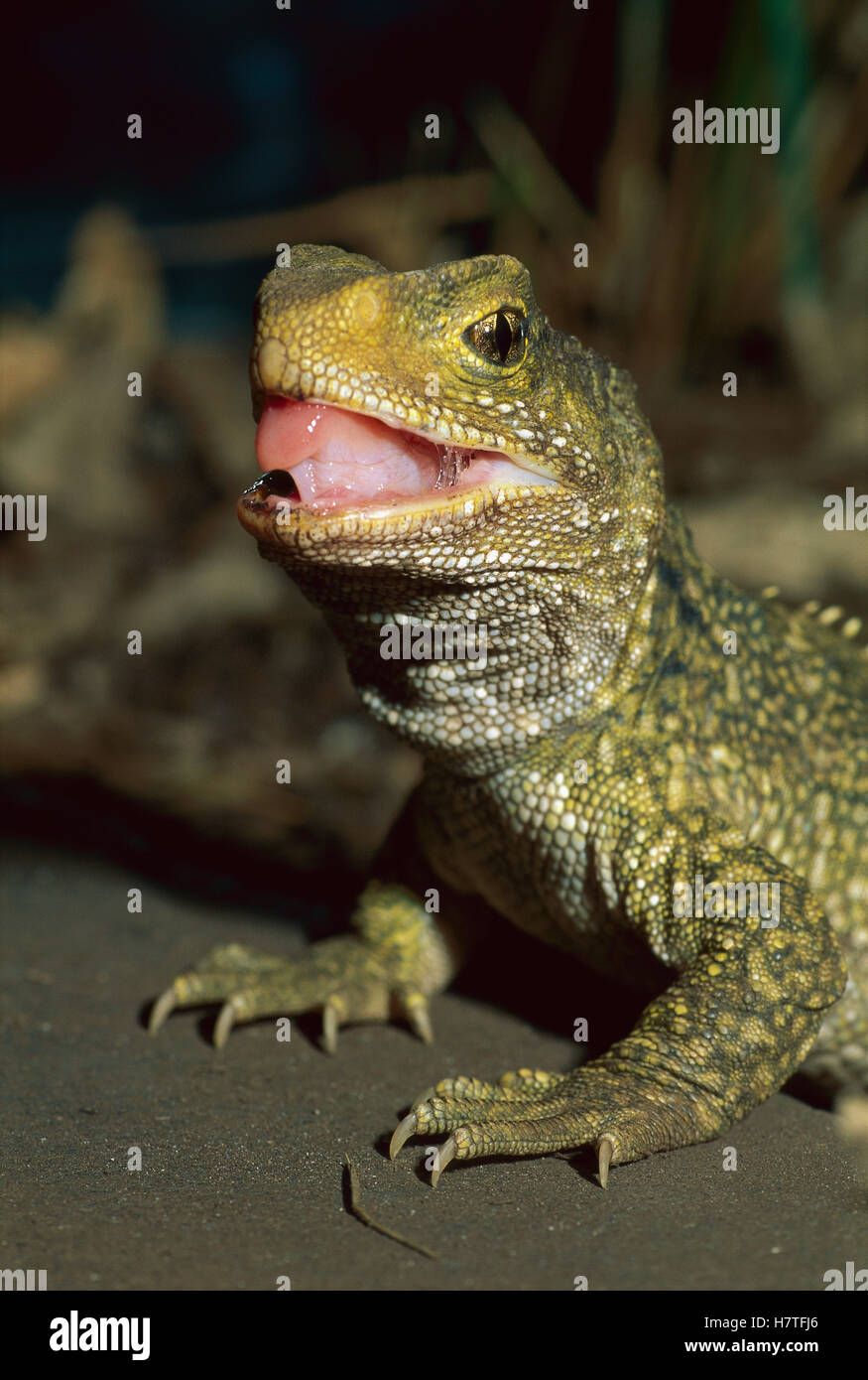 Tuatara (Sphenodon punctatus) portrait, New Zealand Stock Photo - Alamy