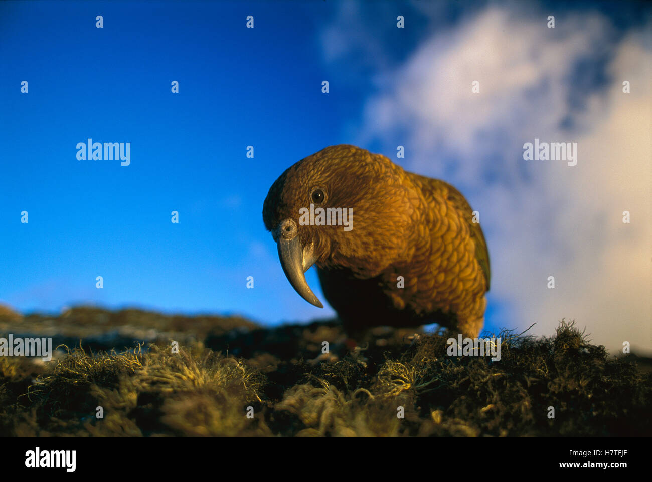 Kea (Nestor notabilis) portrait, New Zealand Stock Photo - Alamy
