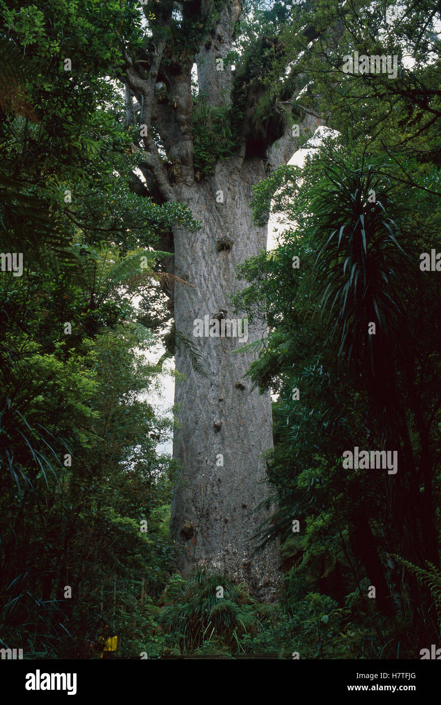 Kauri (Agathis australis) tree named 'Tane Mahuta' or Lord of the ...