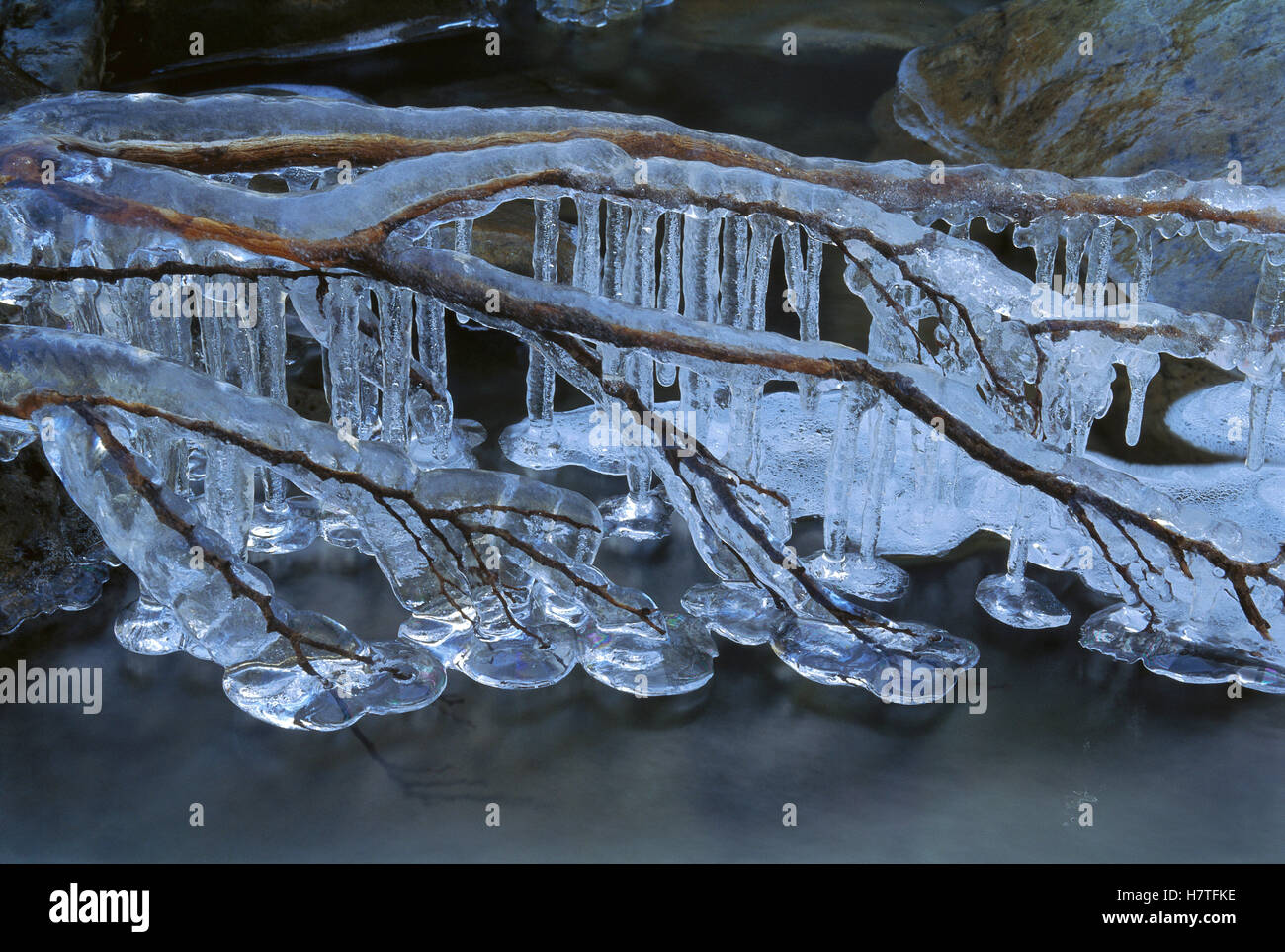 Branch covered by ice and icicles hanging over stream, New Zealand ...