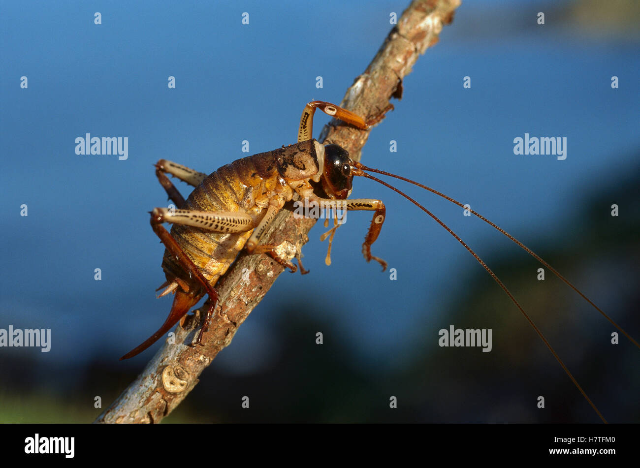 Mount Arthur Giant Weta (Deinacrida tibiospina) on branch, New Zealand ...