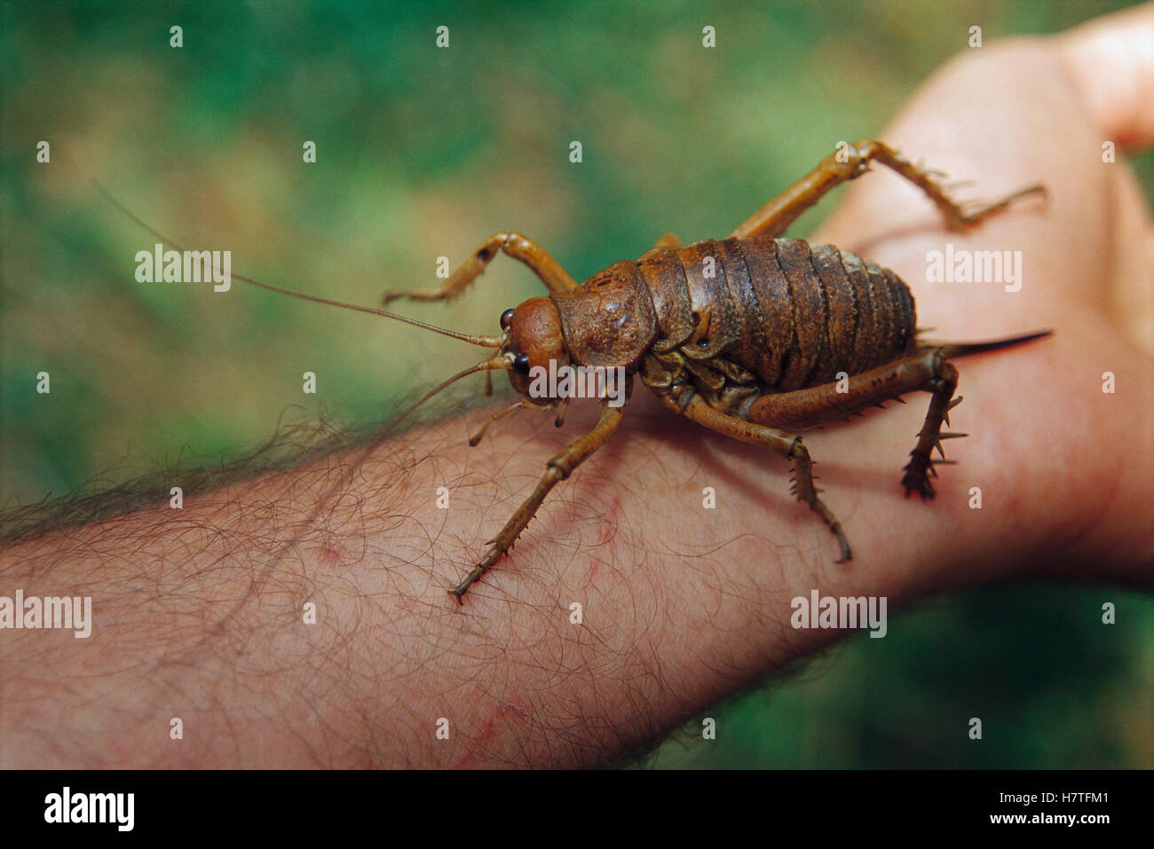 Cook Strait Giant Weta (Deinacrida rugosa), Maud Island, Marlborough ...