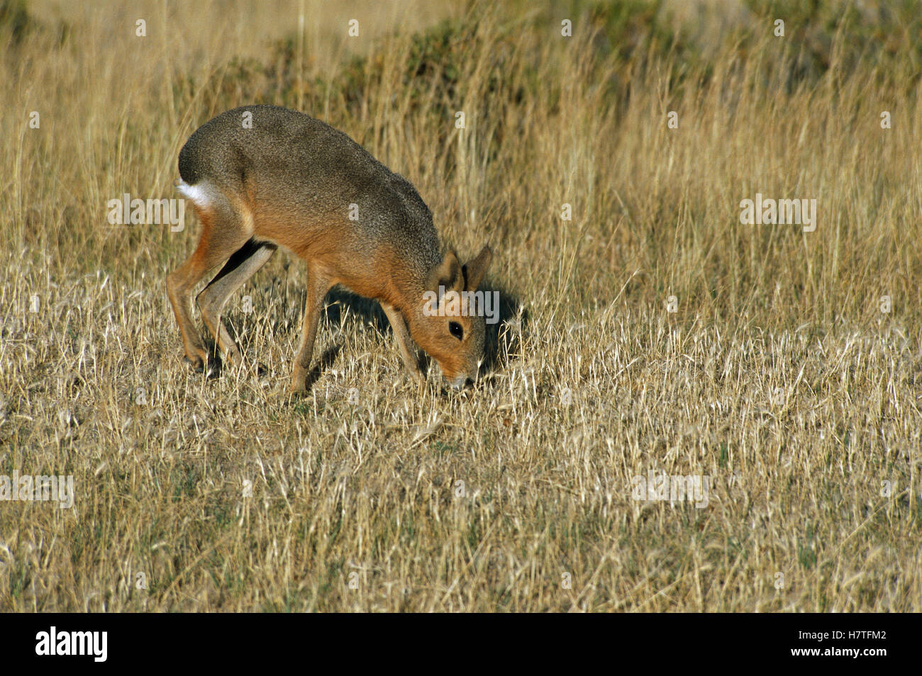 Patagonian Mara (Dolichotis patagonum), a rodent which looks like a ...