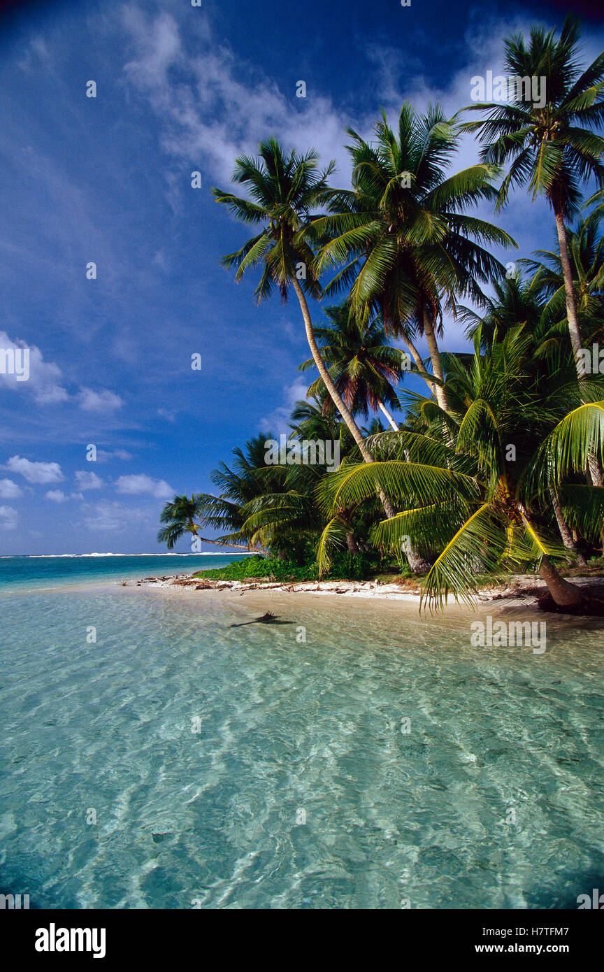 Beach and palms, Ifalik Island, Papua New Guinea Stock Photo - Alamy