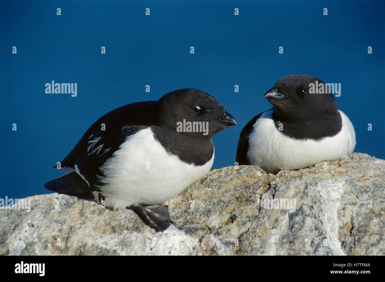 Little Auk (Alle alle) pair on rock, Arctic Stock Photo - Alamy