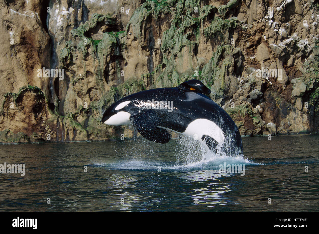 Orca (Orcinus orca) jumping, Keiko the star of the Free Willy movies ...