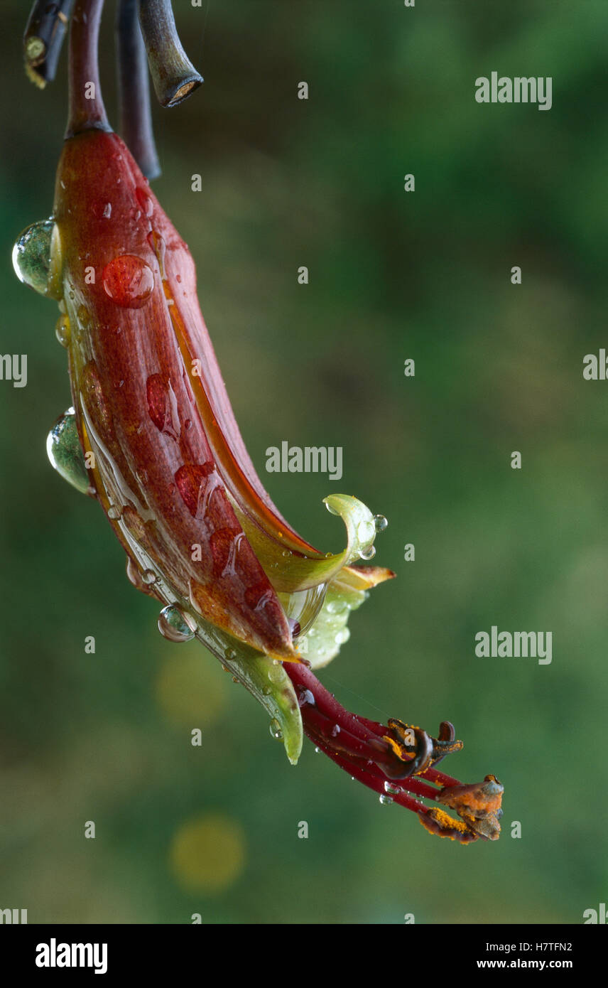 New Zealand Flax (Phormium sp) flower, New Zealand Stock Photo - Alamy