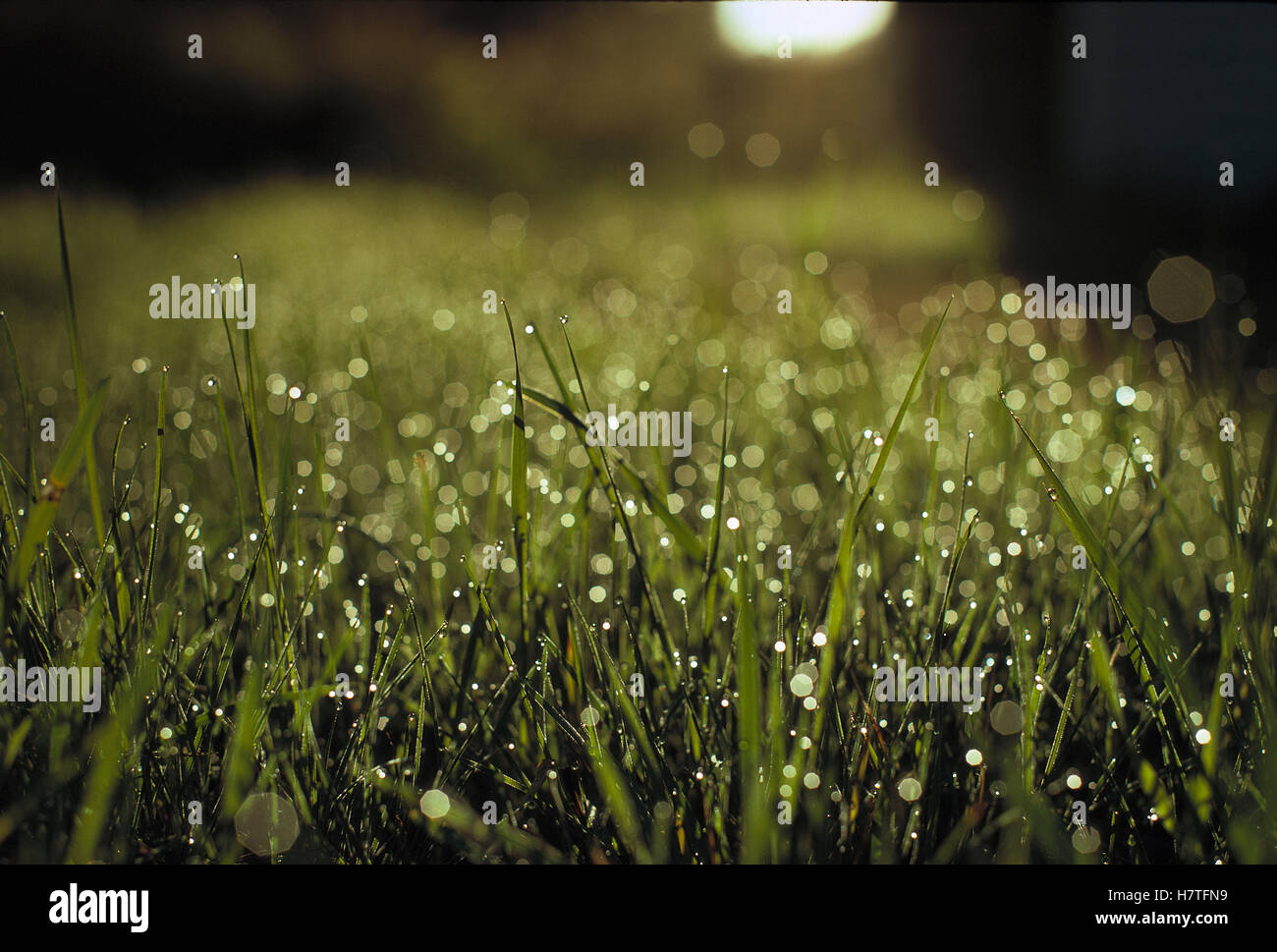 Dew on grass, New Zealand Stock Photo - Alamy
