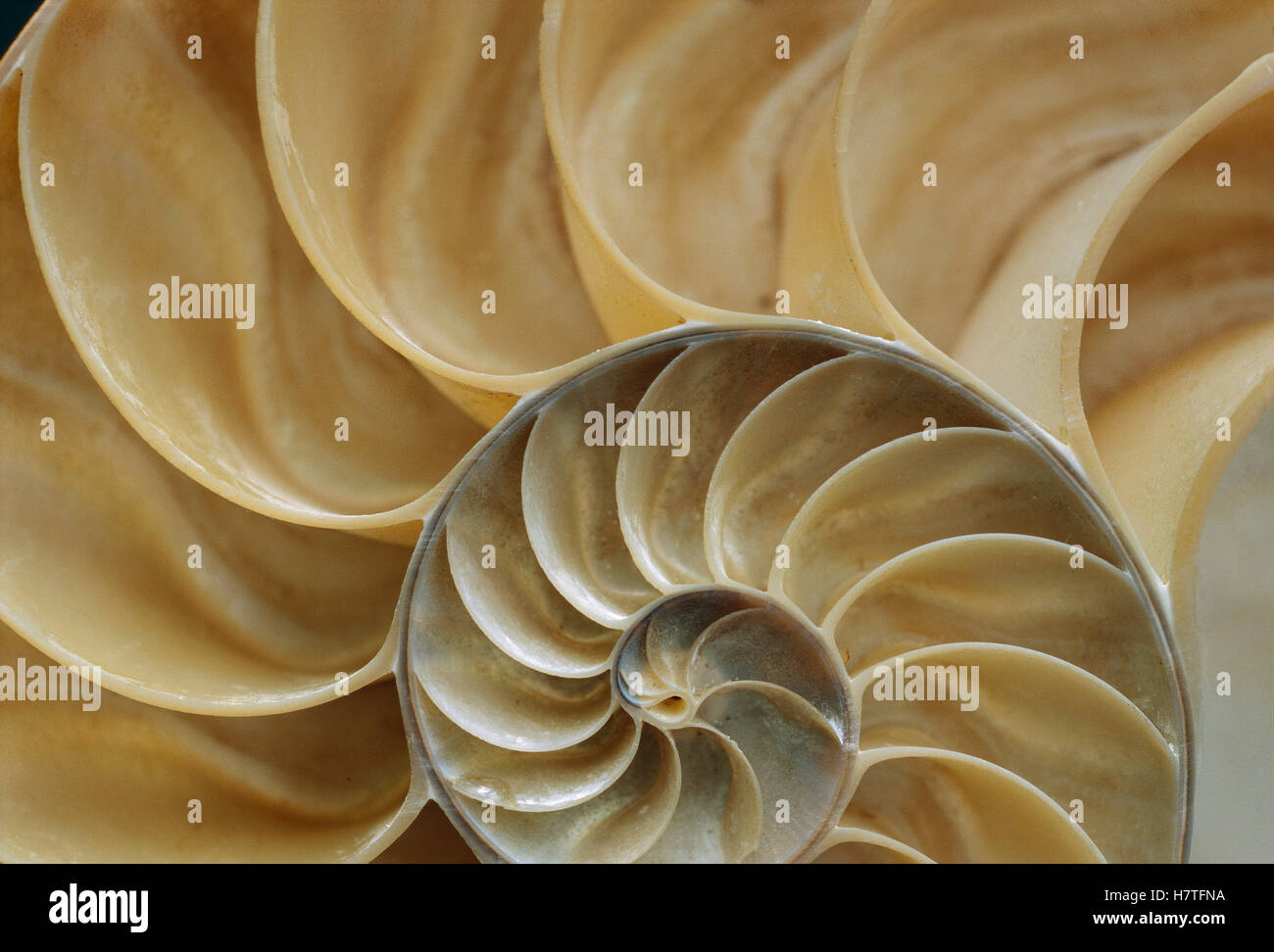 Cross section chambered nautilus shell hi-res stock photography and ...