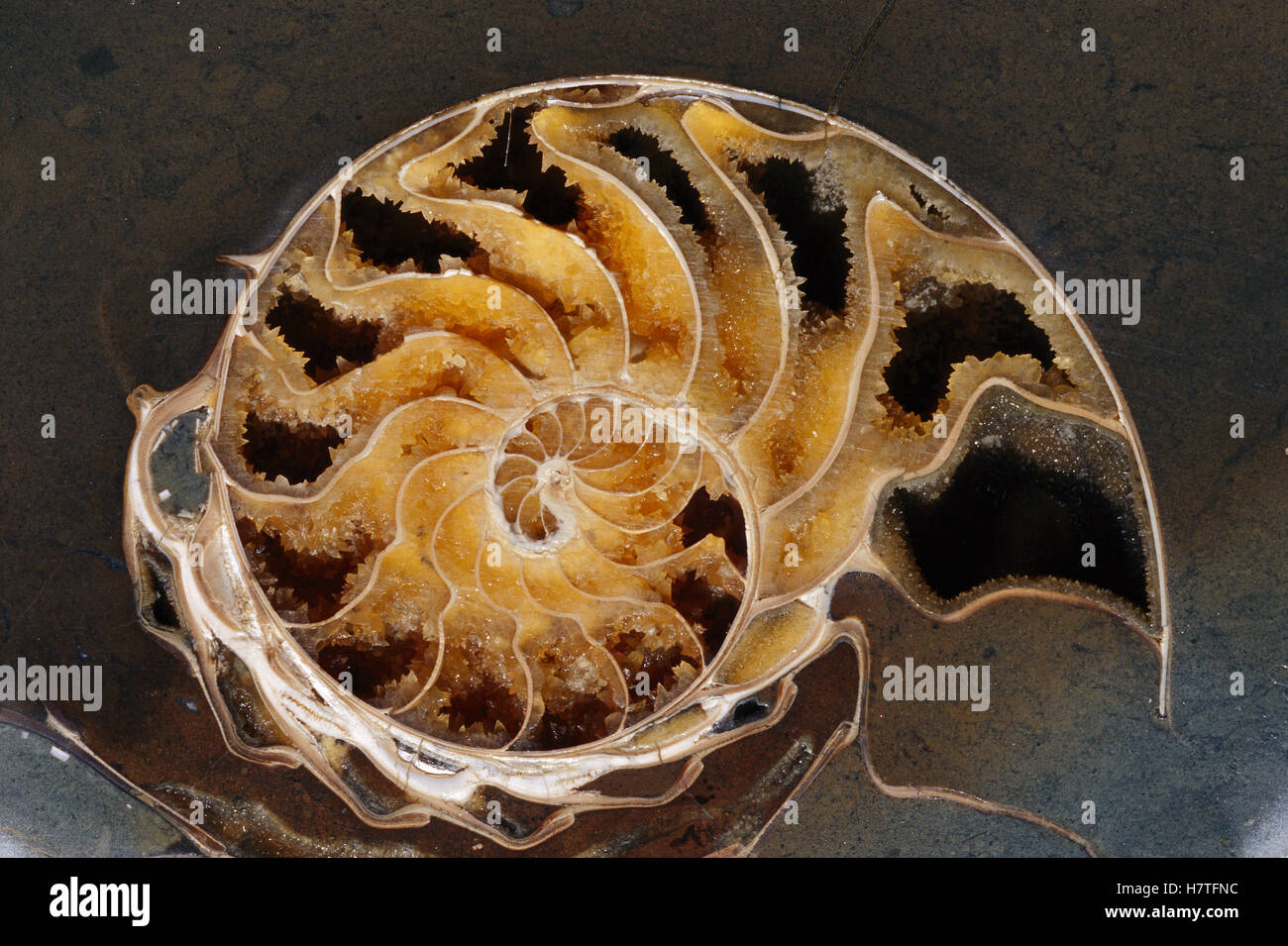 Cephalopod fossil, New Zealand Stock Photo - Alamy