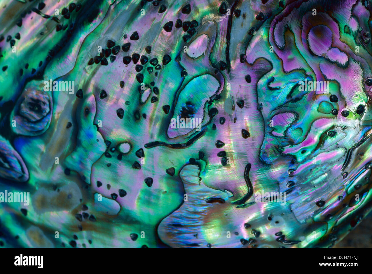 Rainbow Abalone (Haliotis iris), inside shell, New Zealand Stock Photo - Alamy