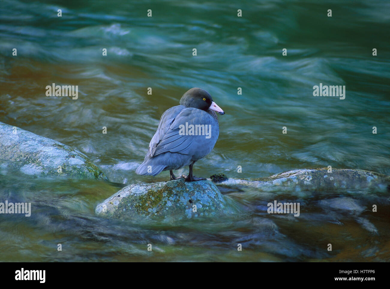 Blue Duck (Hymenolaimus malacorhynchos) standing on rock in stream ...