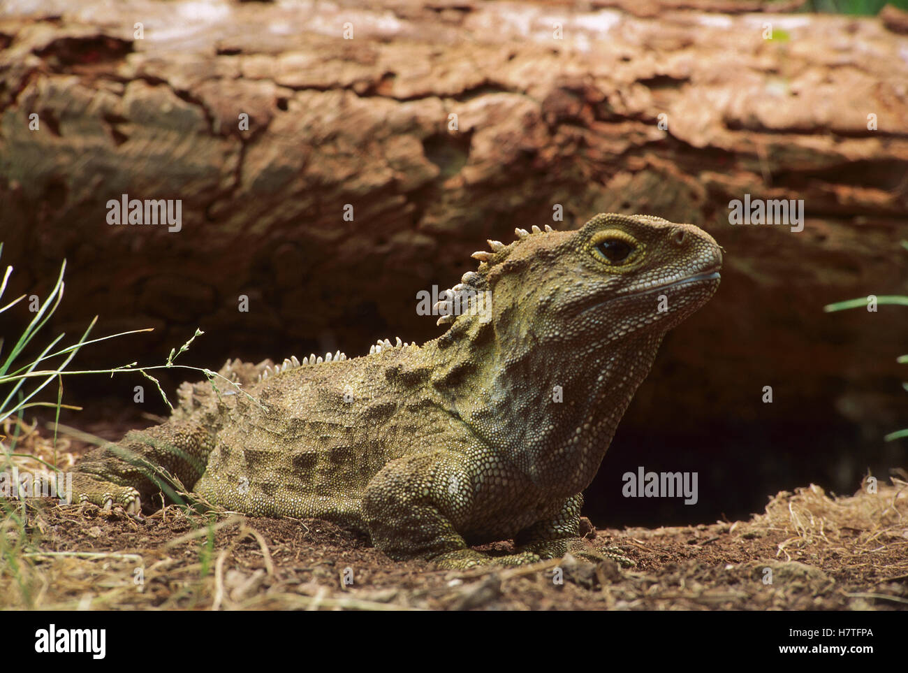 Tuatara (Sphenodon punctatus), part of captive breeding program ...