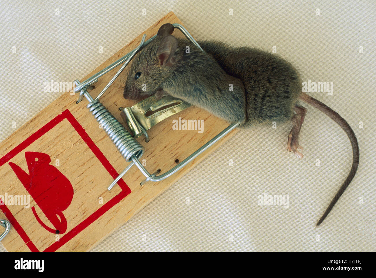 Mouse (Mus sp) caught in trap, New Zealand Stock Photo - Alamy