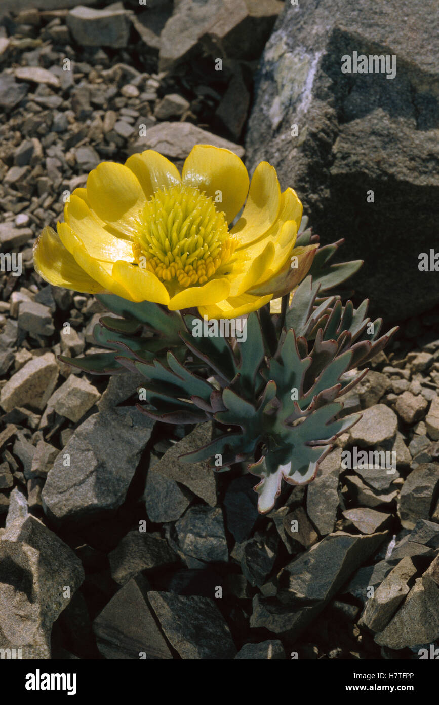 Buttercup (Ranunculus haastii) on the rock slopes of Torlesse Range ...