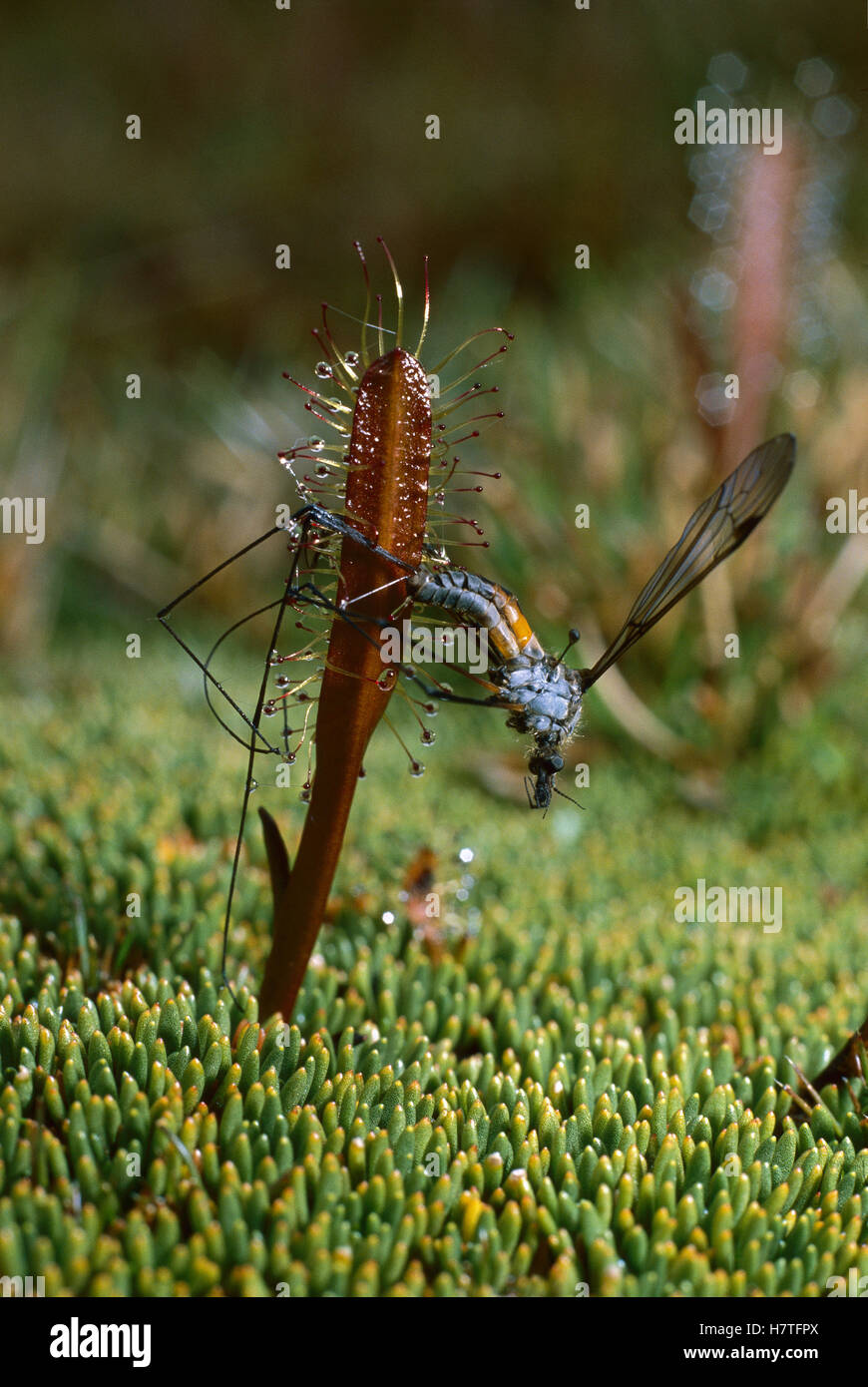 Sundew (Drosera arcturi) with prey, Athurs Pass National Park, New ...