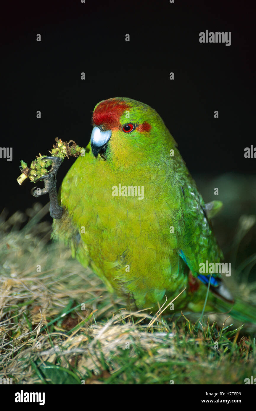 Red-fronted Parakeet (Cyanoramphus novaezelandiae) portrait, Enderby ...
