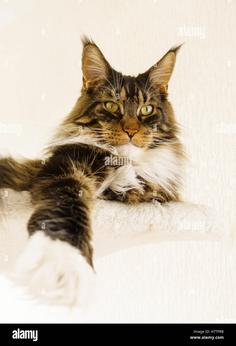 Maine Coon Cat Boy laying with Leg stretched forward Stock Photo - Alamy