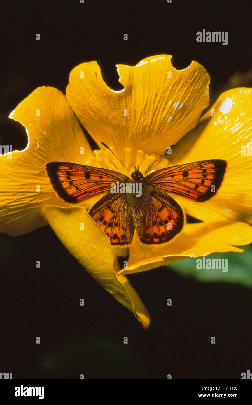 Gossamer-winged Butterfly (Lycaenidae) in Mountain Buttercup, Mount ...