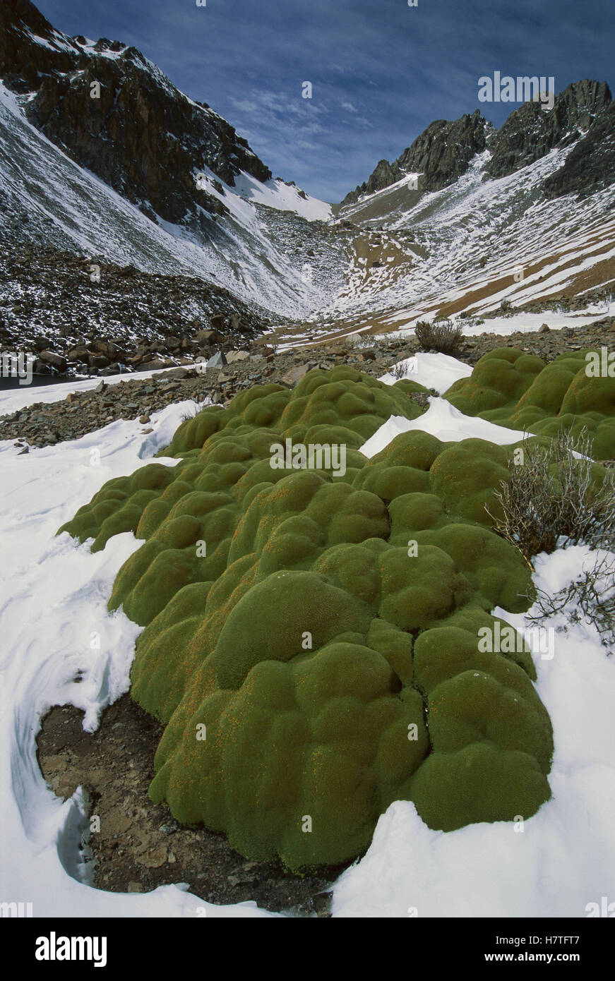 Yareta (Azorella compacta), alpine cushion plants below Cerani Pass ...
