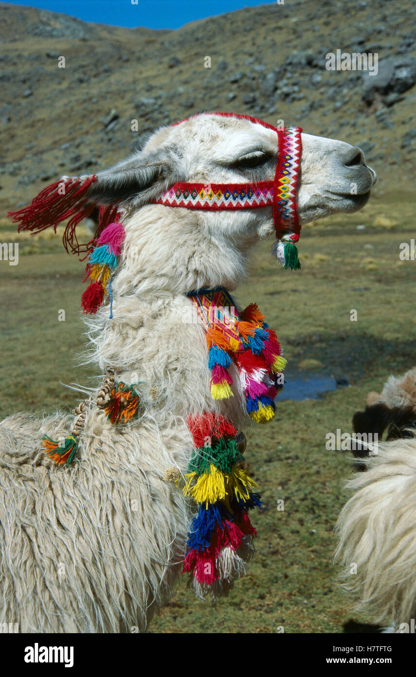 Llama (Lama glama) with traditional decorations, Peru Stock Photo - Alamy