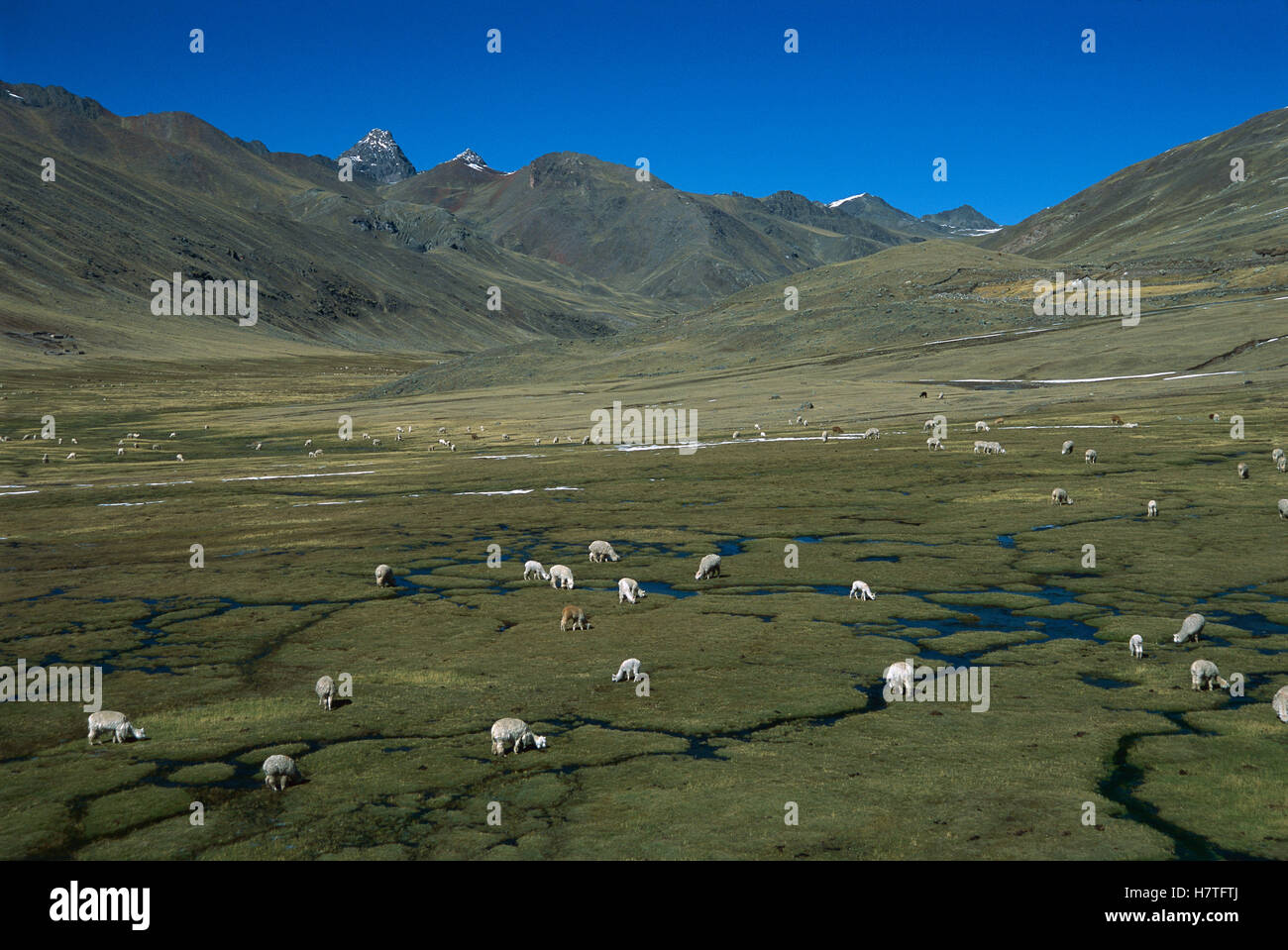 Alpaca (Lama pacos) herd grazing in river valley, Pampacancha, Peru ...