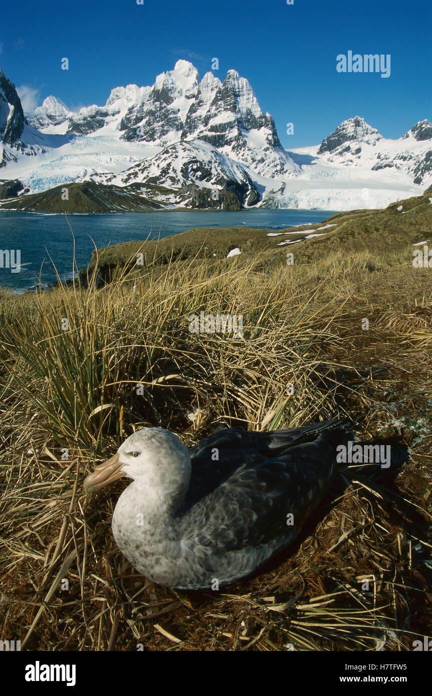 Northern Giant Petrel (Macronectes halli) on nest with Mount Cunningham ...