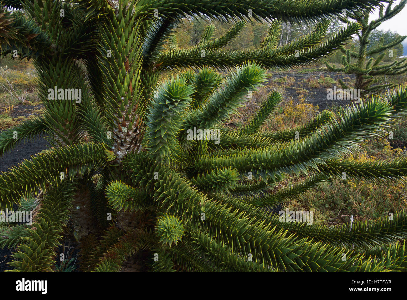 Monkey Puzzle Tree (Araucaria araucana) branch detail, Conguillio National Park, Chile Stock ...
