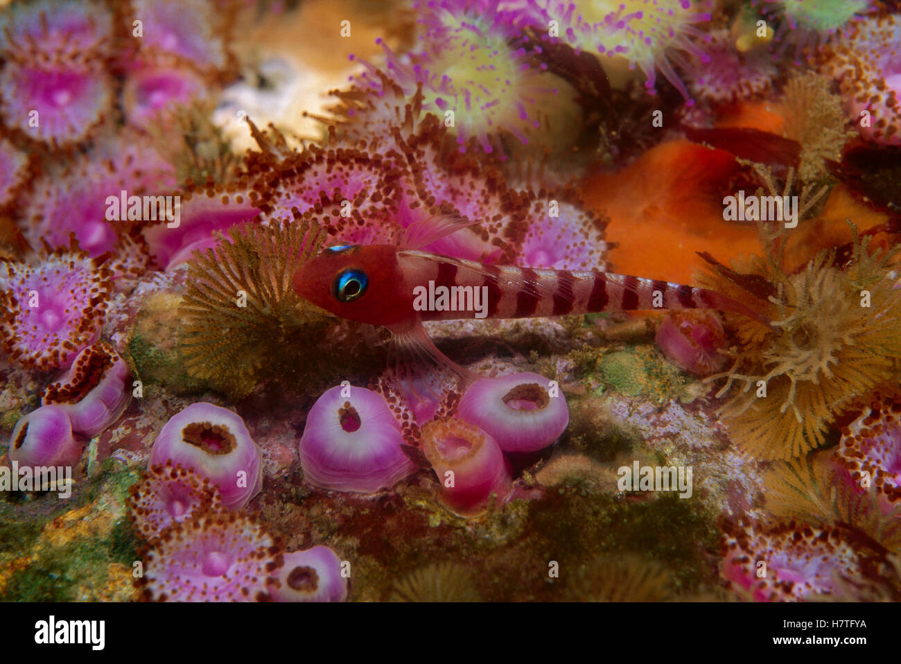 Blue-eyed Triplefin (Notoclinops segmentatus) on coral, Poor Knights ...