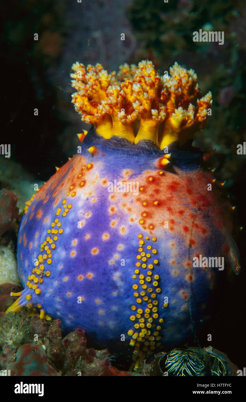 Sea Apple (Pseudocolochirus sp) sea cucumber attached to coral, Komodo ...