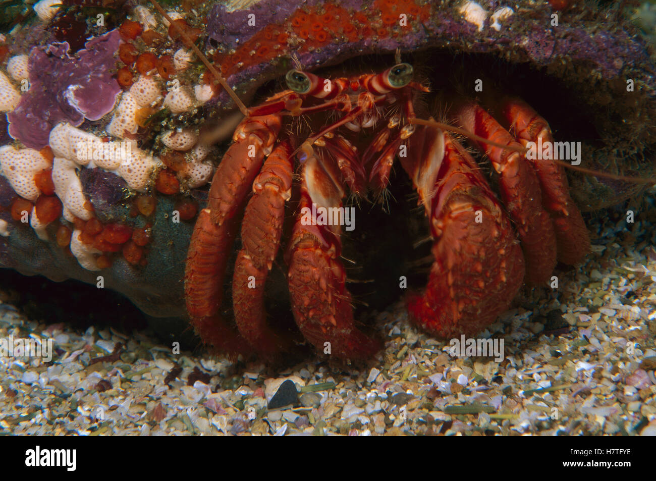 Hermit Crab (Paguroidea) on sea floor, Northland, New Zealand Stock ...
