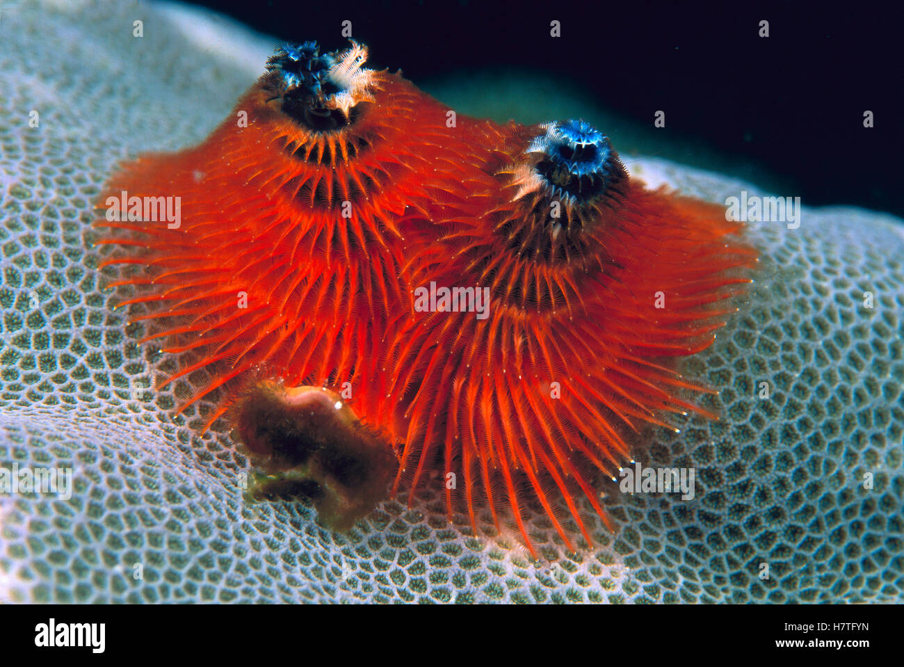 Christmas Tree Worm Spirobranchus Giganteus Pair Filter Feeding
