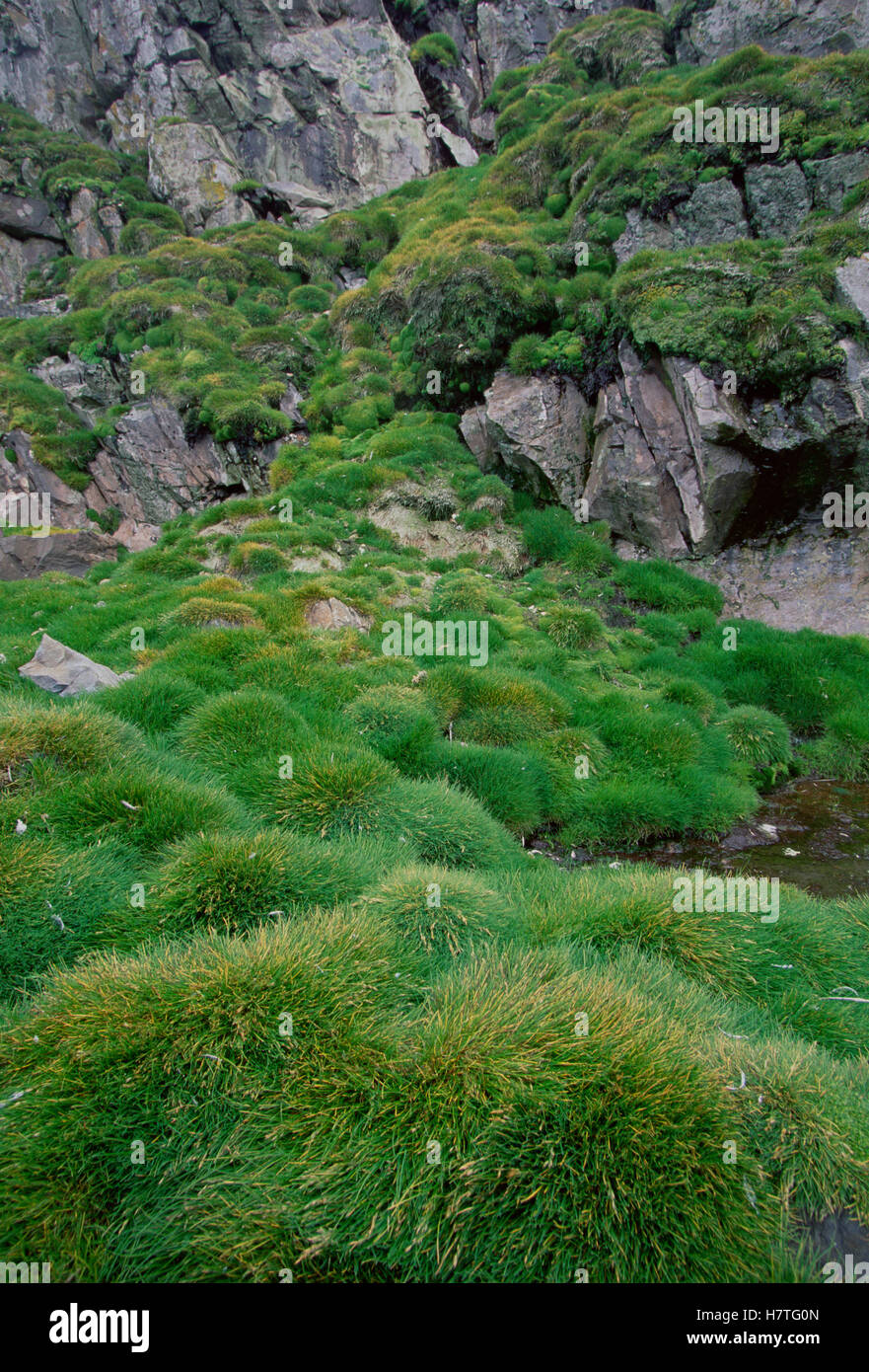 Antarctic Hairgrass (Deschampsia antarctica), Livingston Island, South ...