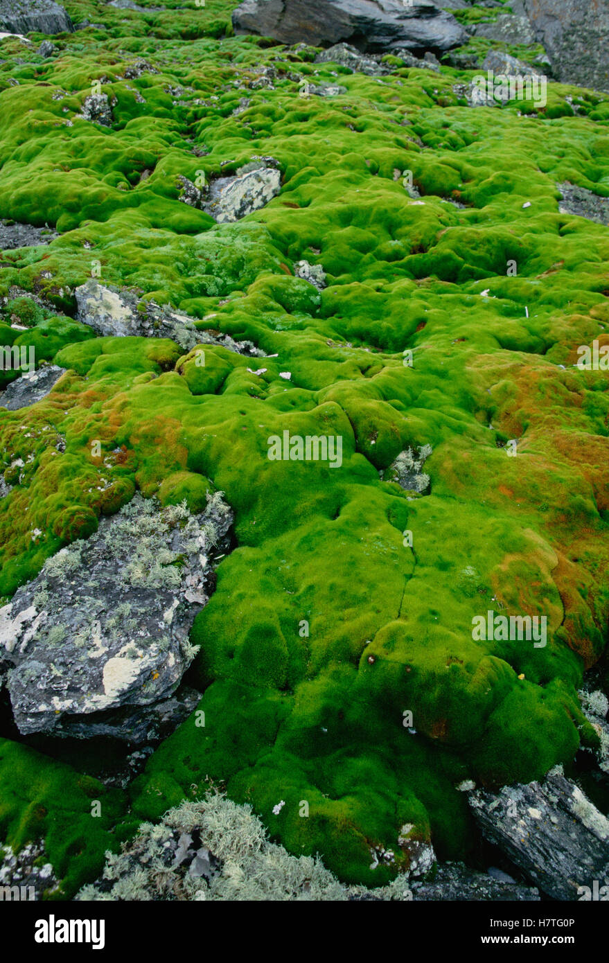 Moss bed detail, Antarctica Stock Photo - Alamy