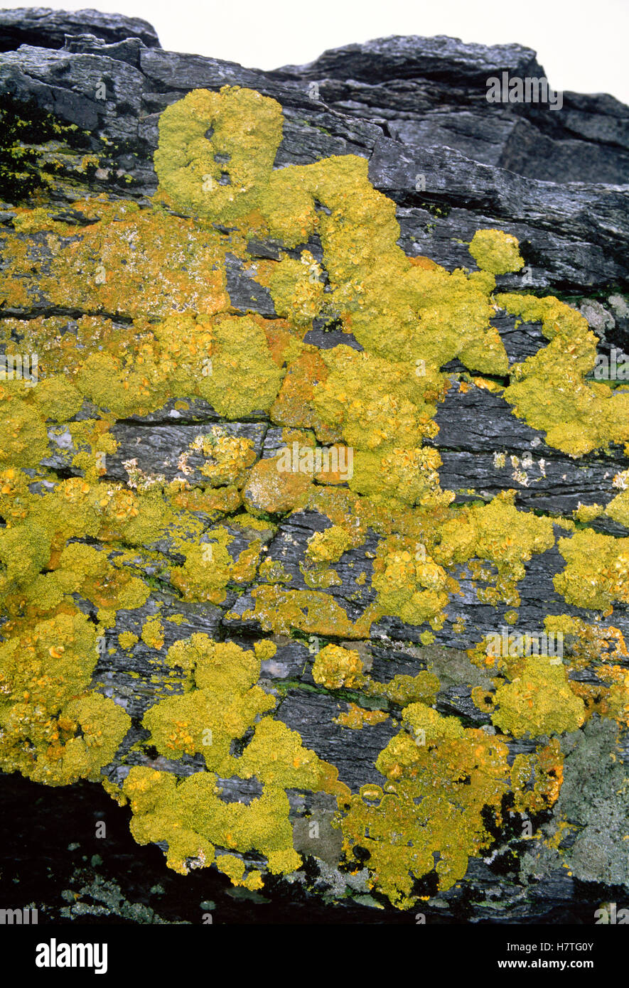 Lichens and moss on rock, Antarctica Stock Photo - Alamy