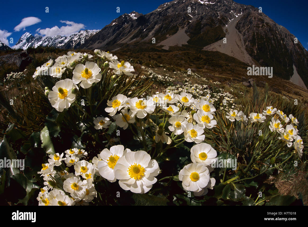 Great Mountain Buttercup (Ranunculus lyallii) with Mount Cook in the ...