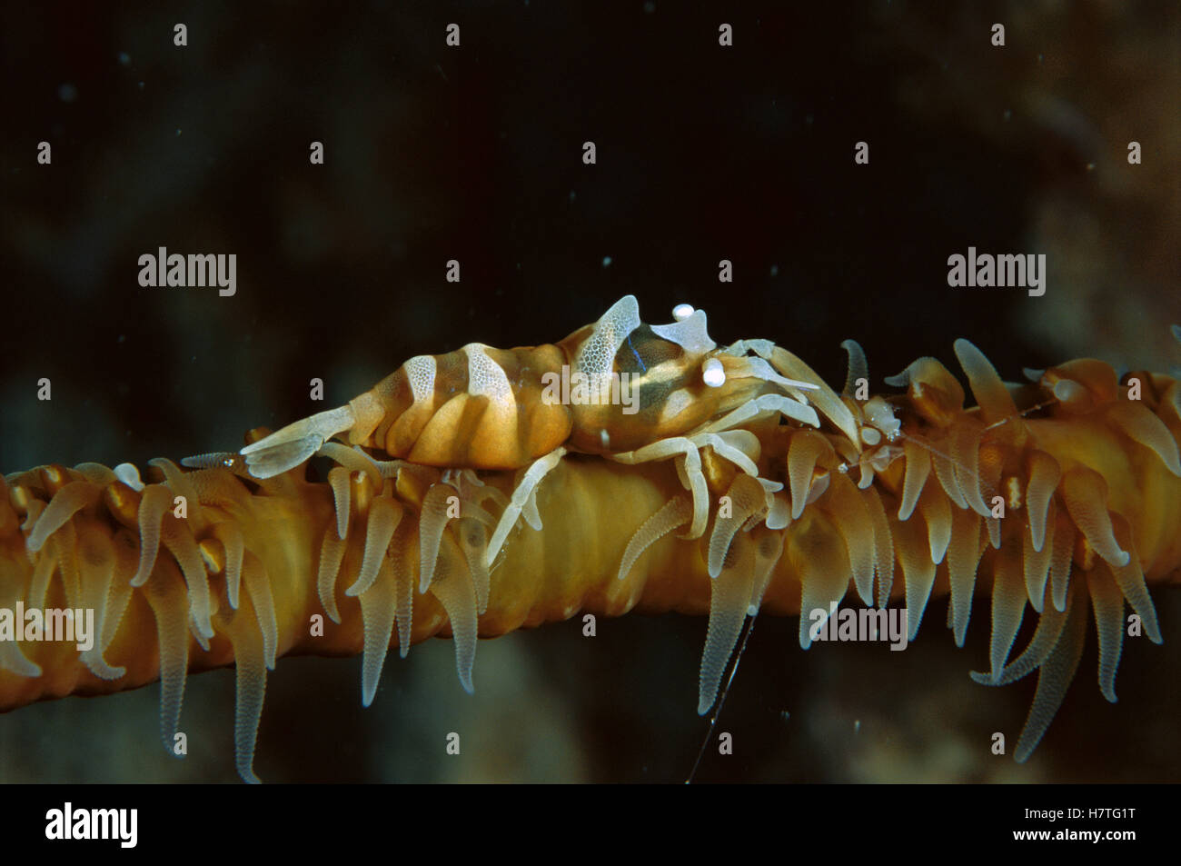 Whip Coral Partner Shrimp (Dasycaris zanzibarica), Sulu Sea, Borneo ...